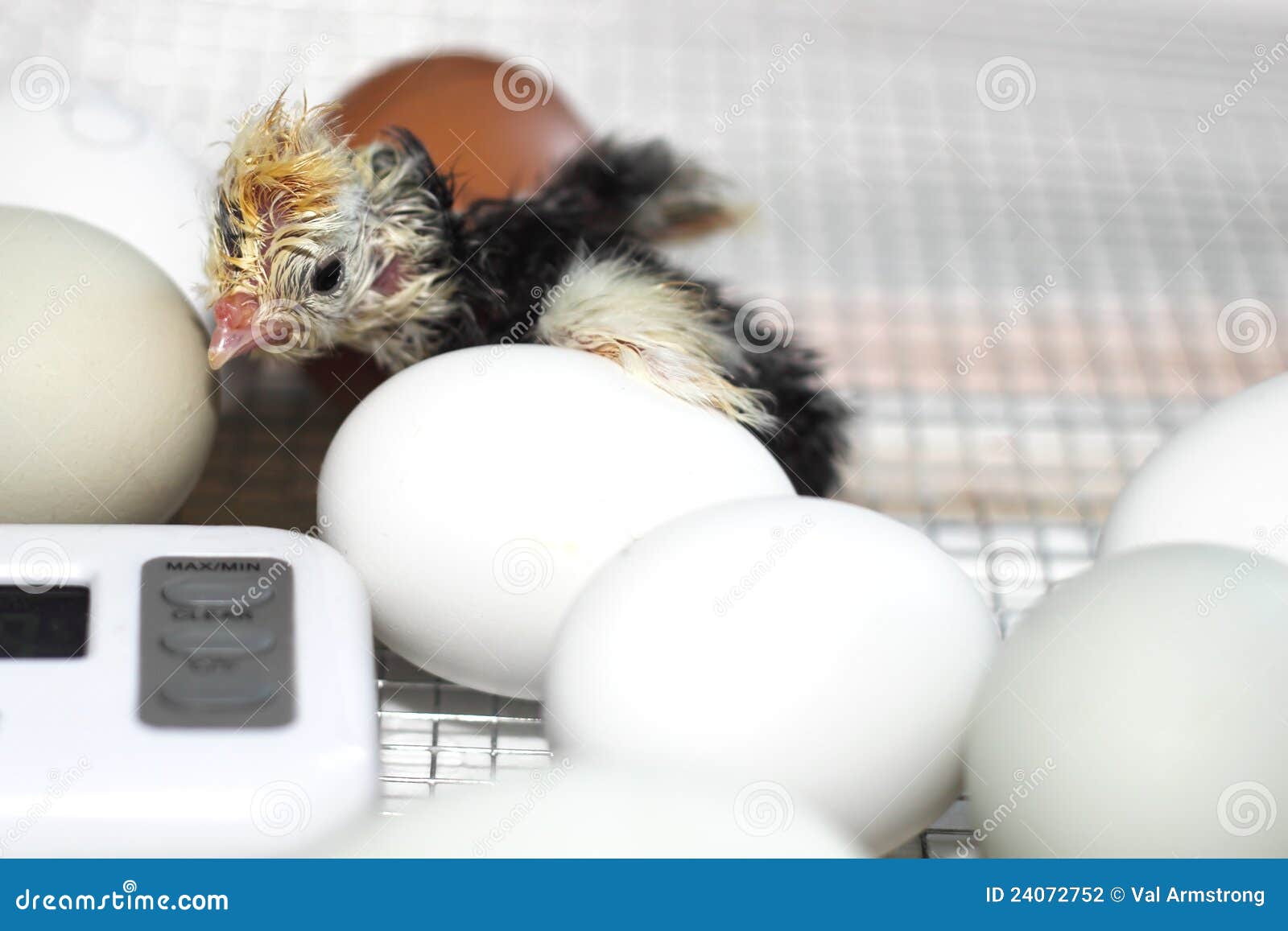 Hatched Chick in Incubator stock photo. Image of digital - 24072752