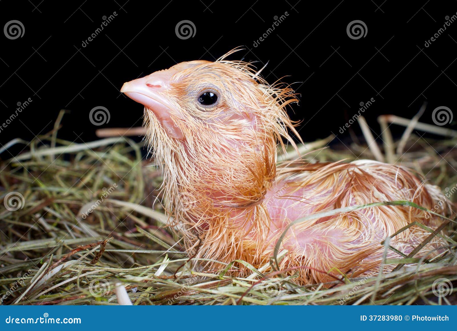 Hatched chick stock photo. Image of born, bird, nestling - 37283980