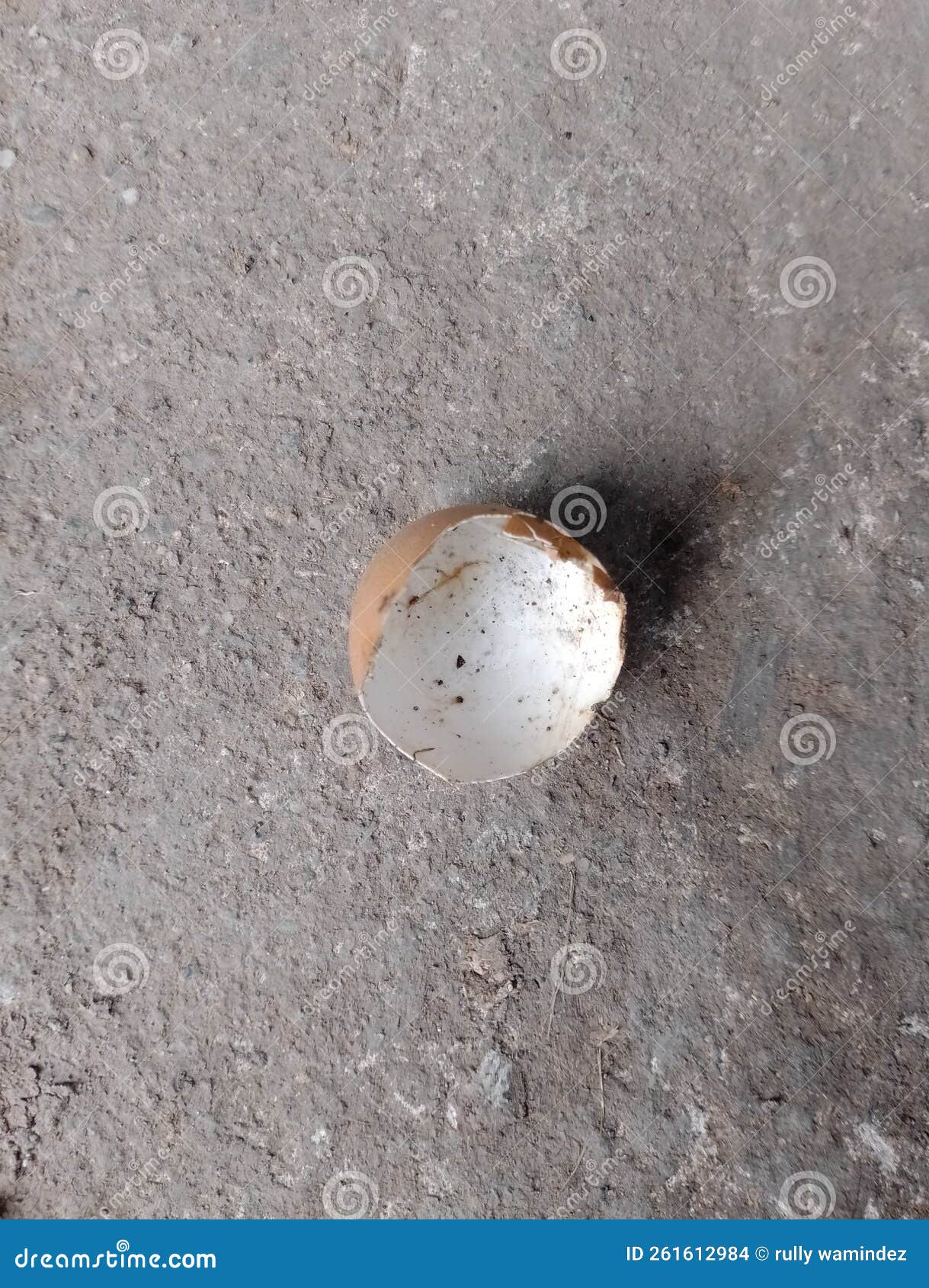 Hatched chicken egg shells stock photo. Image of asphalt - 261612984