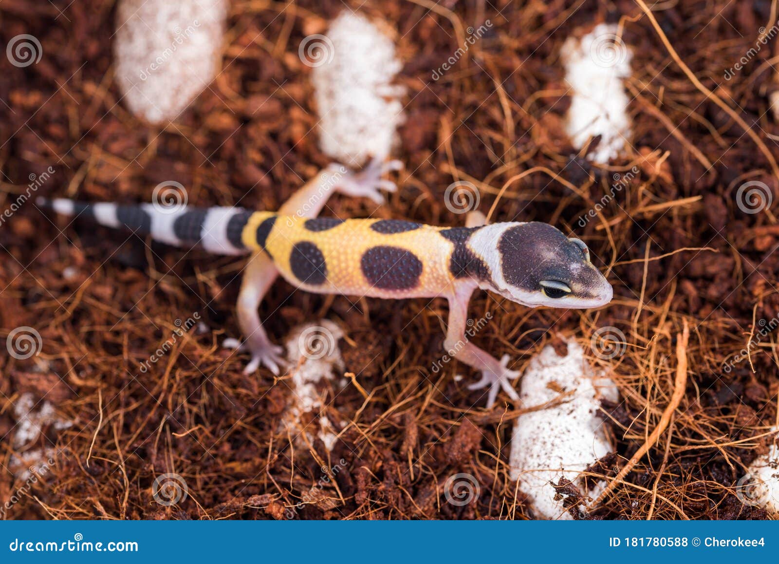 Leopard Gecko Eggs Hatching