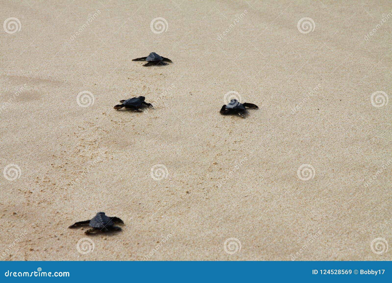 Hatched Sea Turtle Leaving Footprints in the Wet Sand on it`s Way into ...