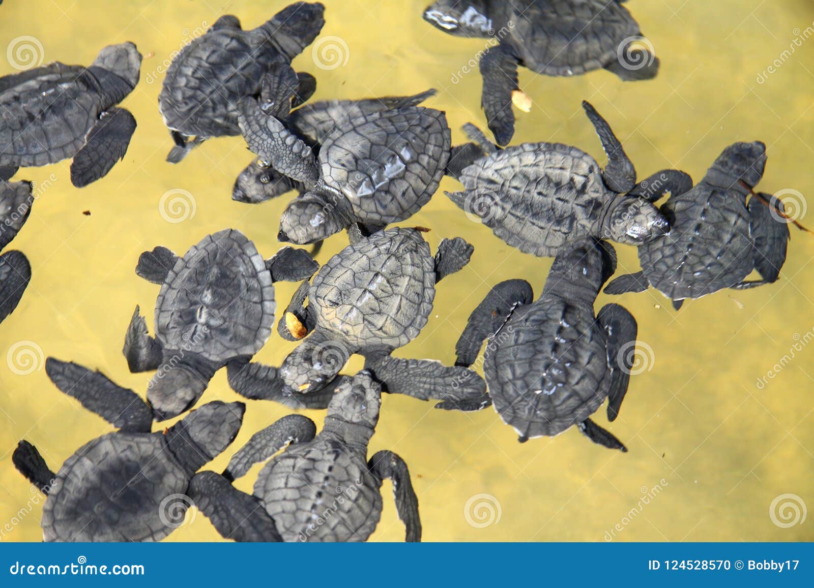 Hatched Sea Turtle Leaving Footprints in the Wet Sand on it`s Way into ...