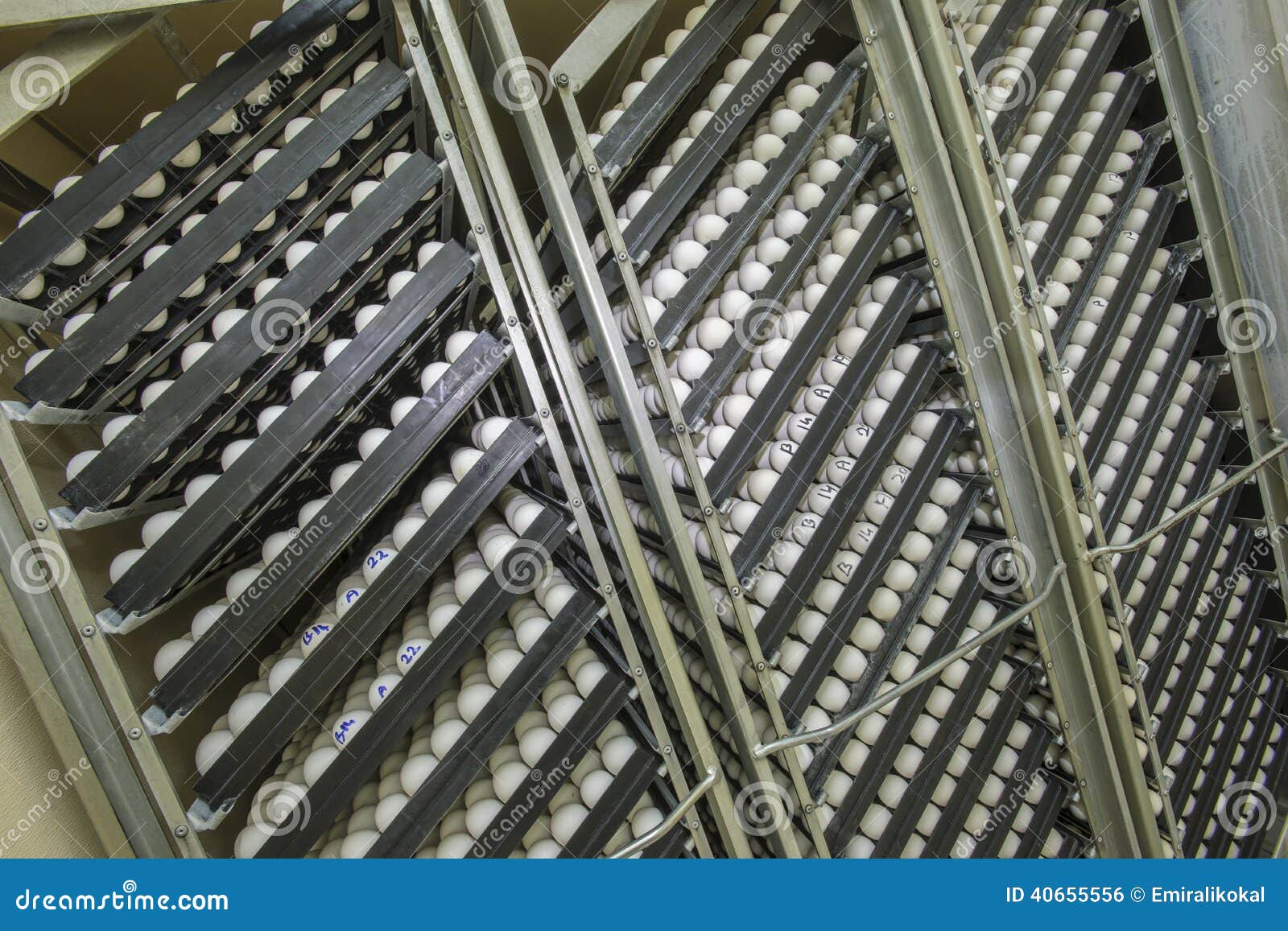 Hatchery stock photo. Image of tray, stack, industry - 40655556