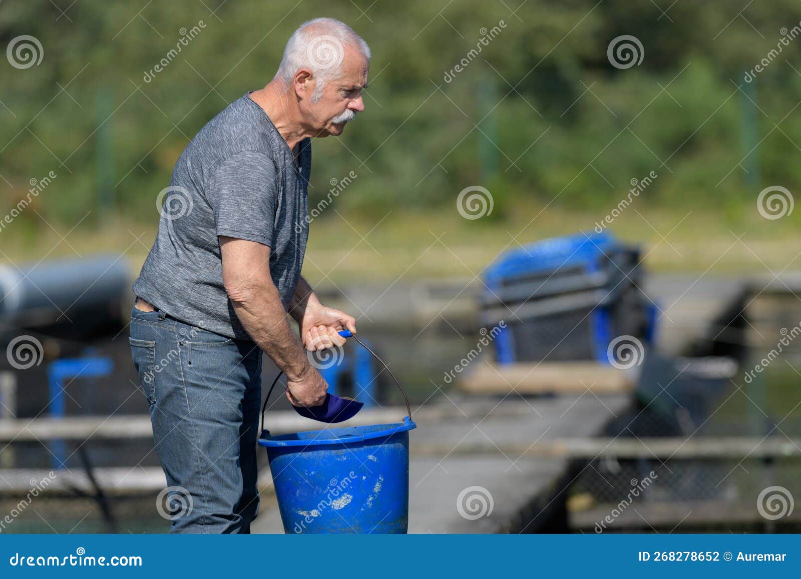 Hatchery Worker Netting Kokanee Salmon Stock Photo - Image of factory ...