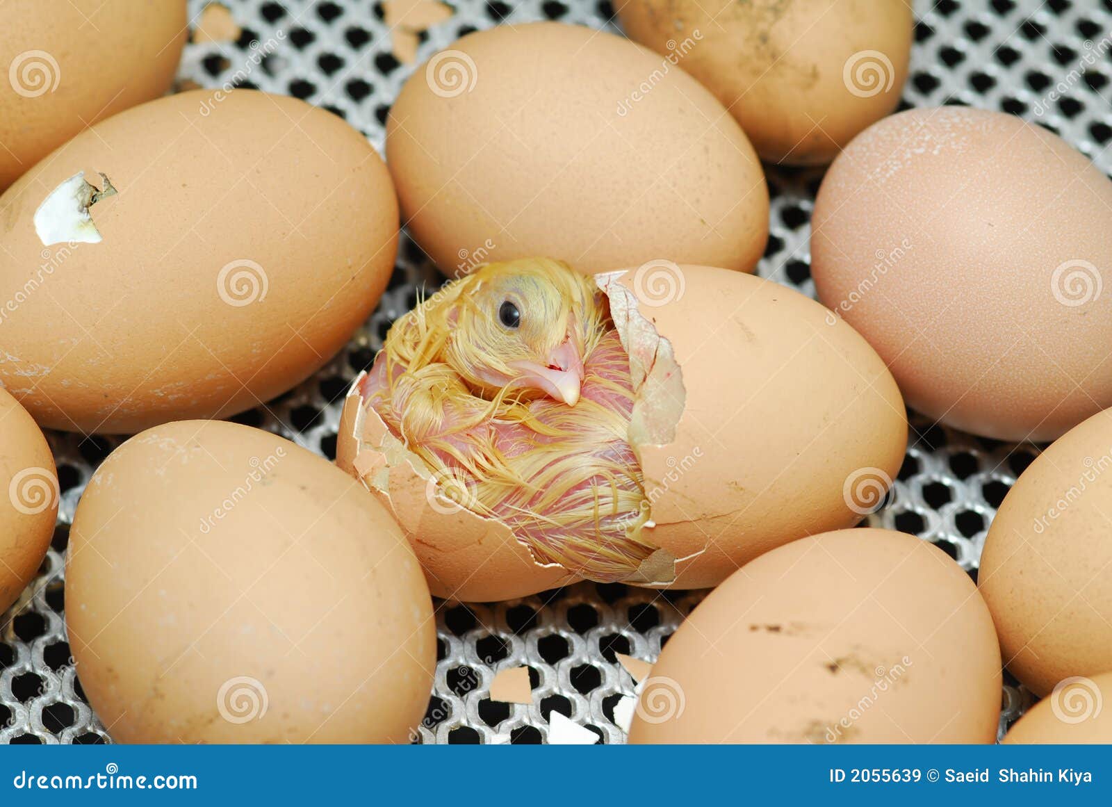 Hatching stock image. Image of poultry, cockerel, small - 2055639