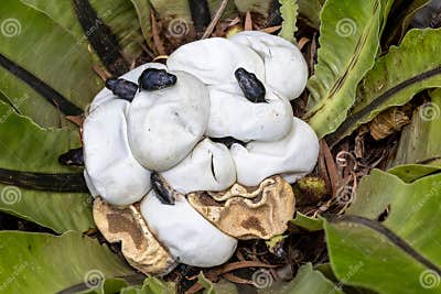 Hatching Australian Diamond Pythons Stock Image - Image of diamond ...