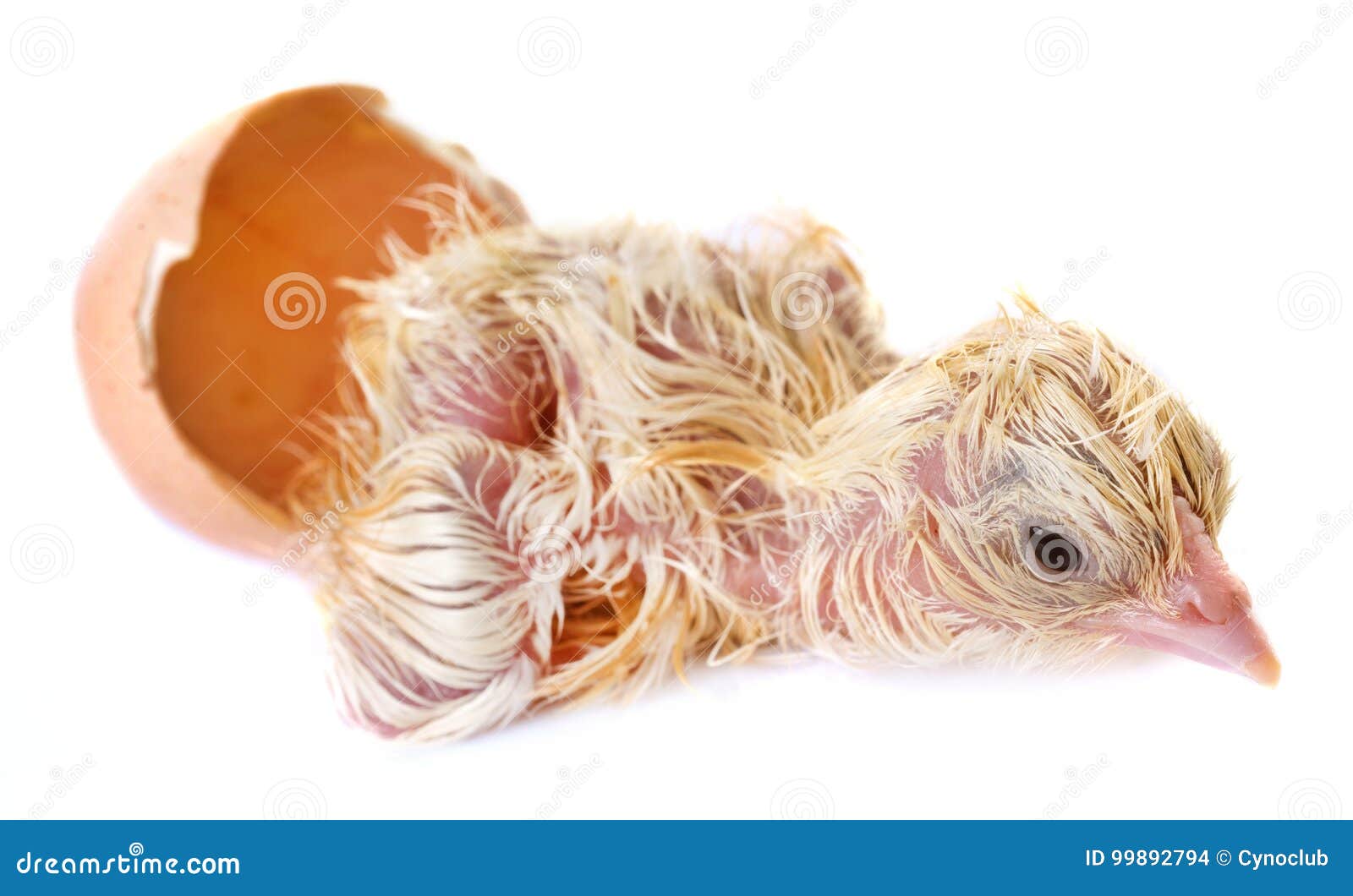 Egg Hatching Chick Stock Photography | CartoonDealer.com #30471080