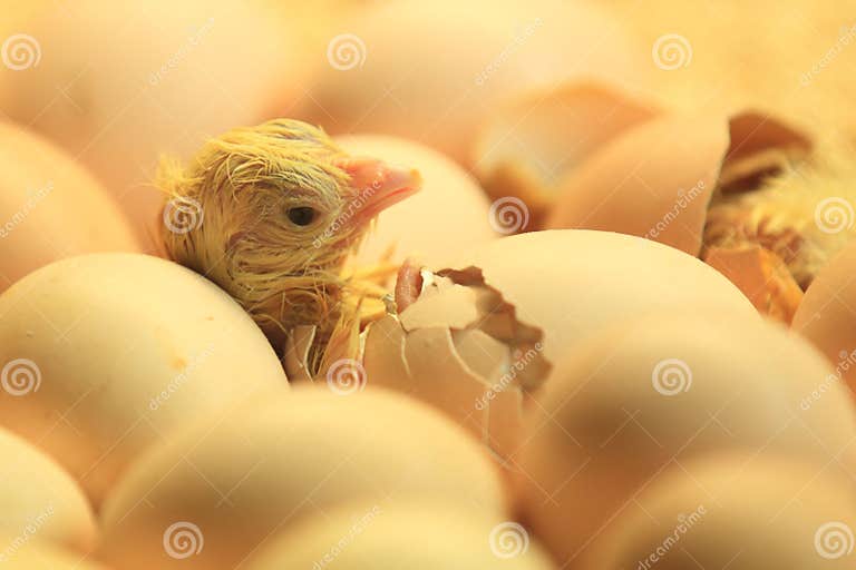 Hatching chicken stock image. Image of detail, chicken - 29553371