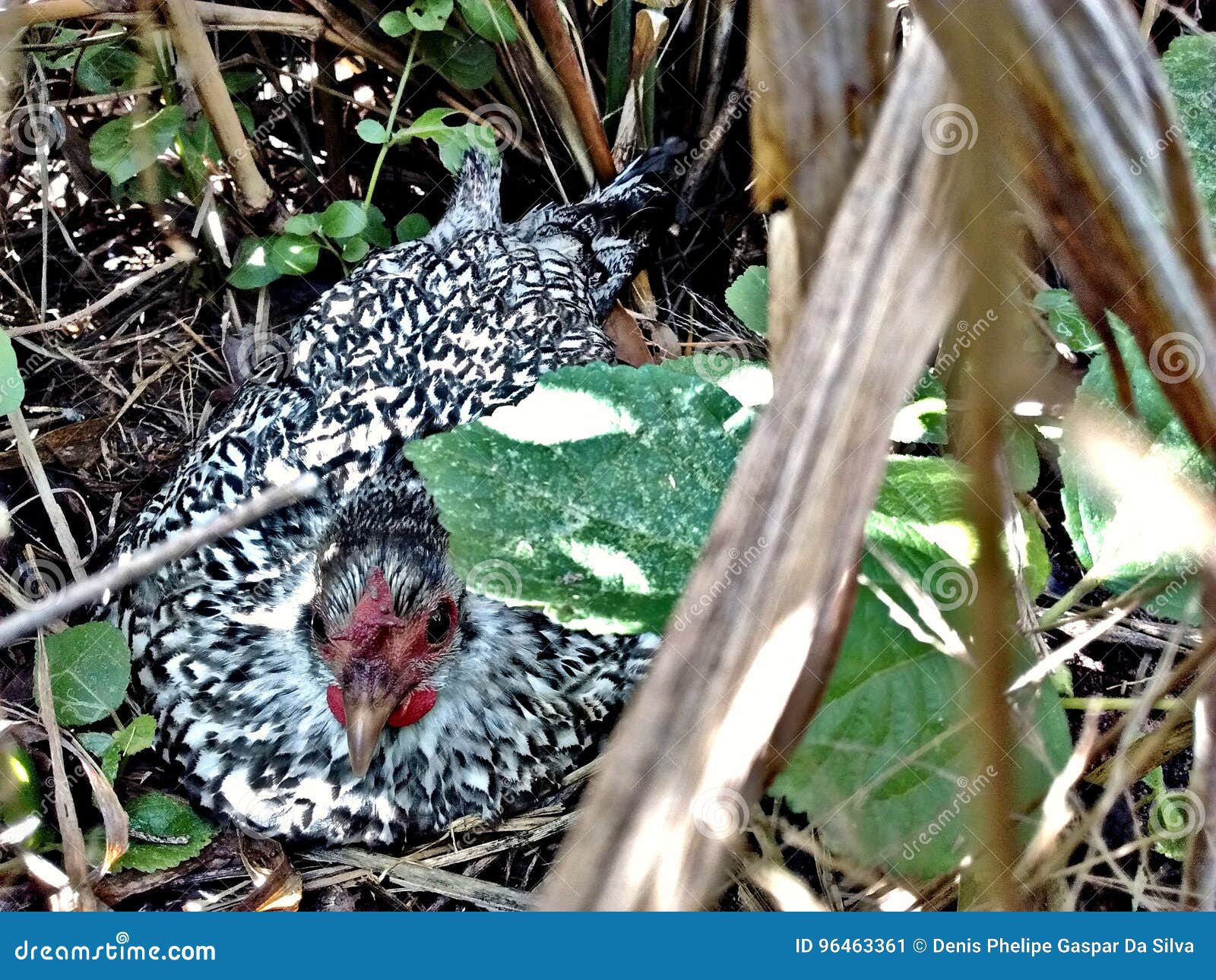 Hatching chicken stock image. Image of chicken, beautiful - 96463361