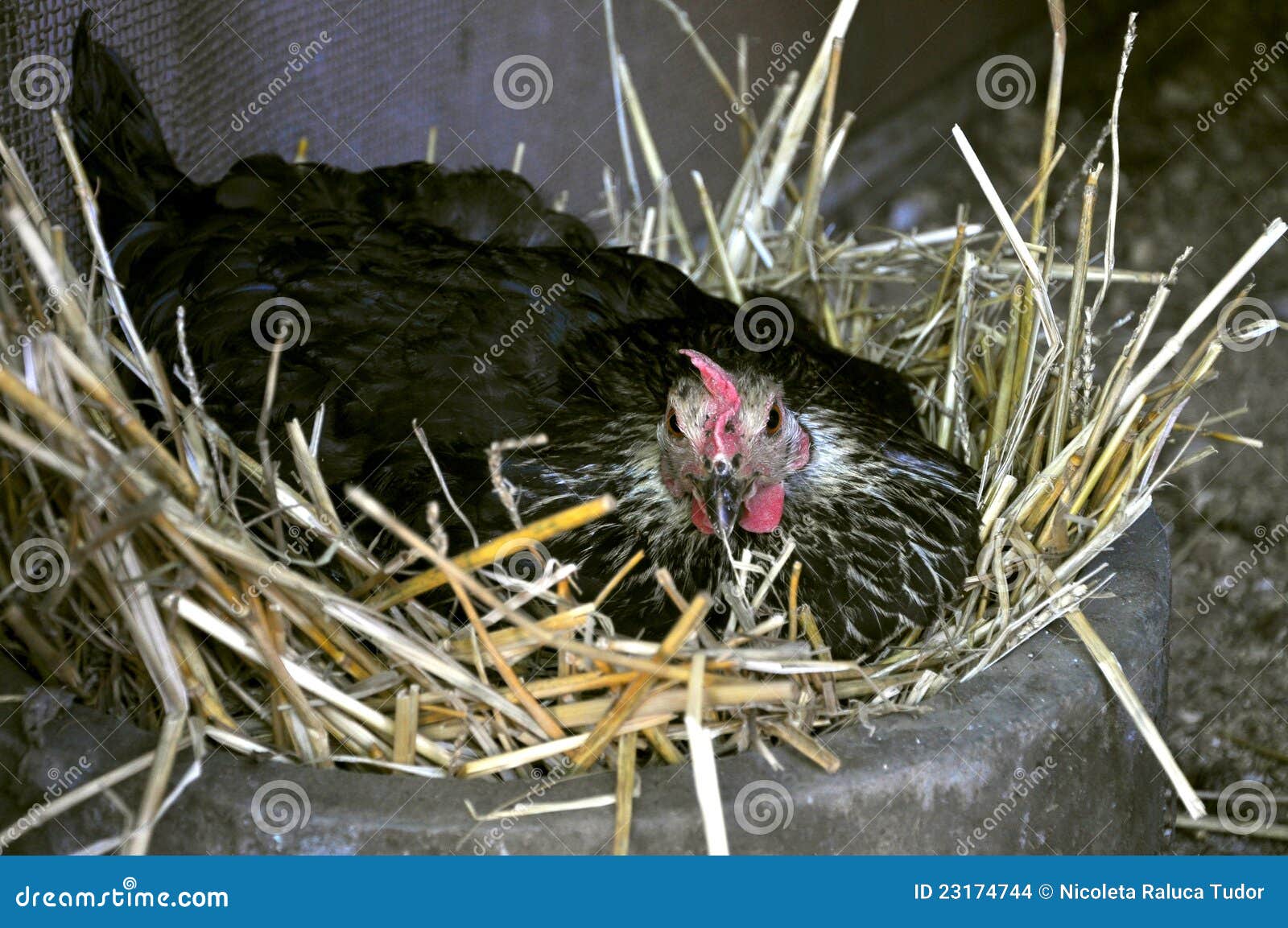 Hatching Chicken in the Countryside Stock Photo - Image of humane, fowl ...