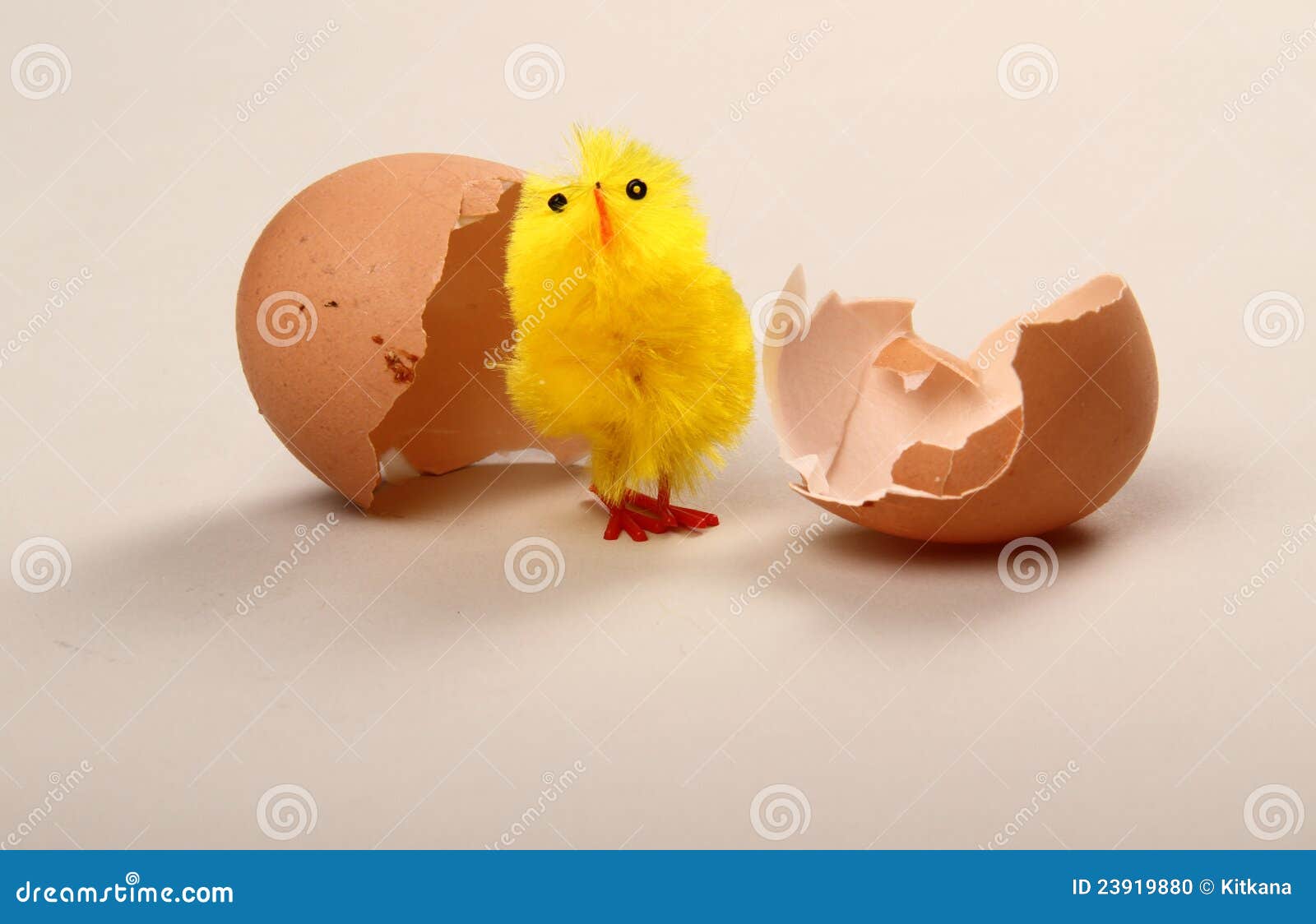 Hatching chicks stock photo. Image of chick, bird, small - 23919880