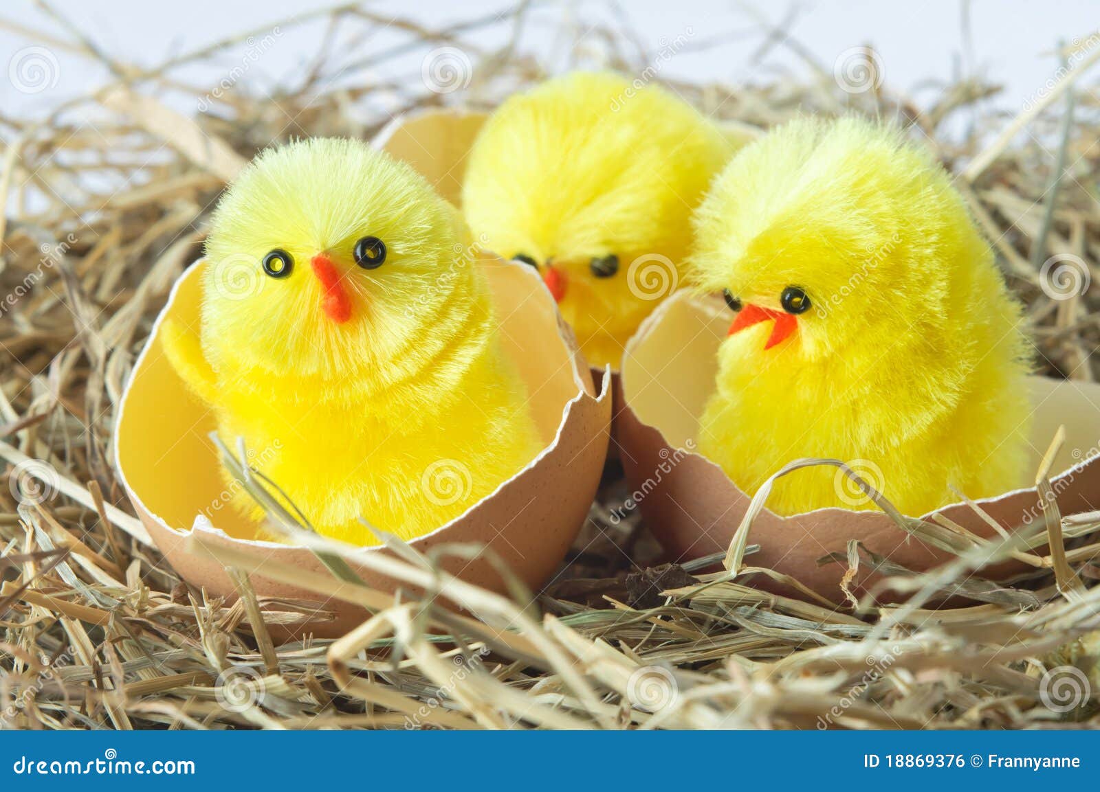 Hatching Chicks in Nest stock photo. Image of fake, newborn - 18869376