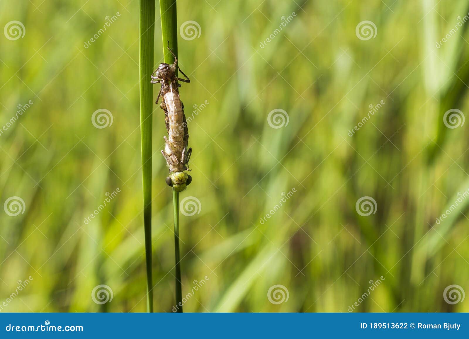 Hatching Dragonfly that is on the Stalk and Does Not Have Developed ...