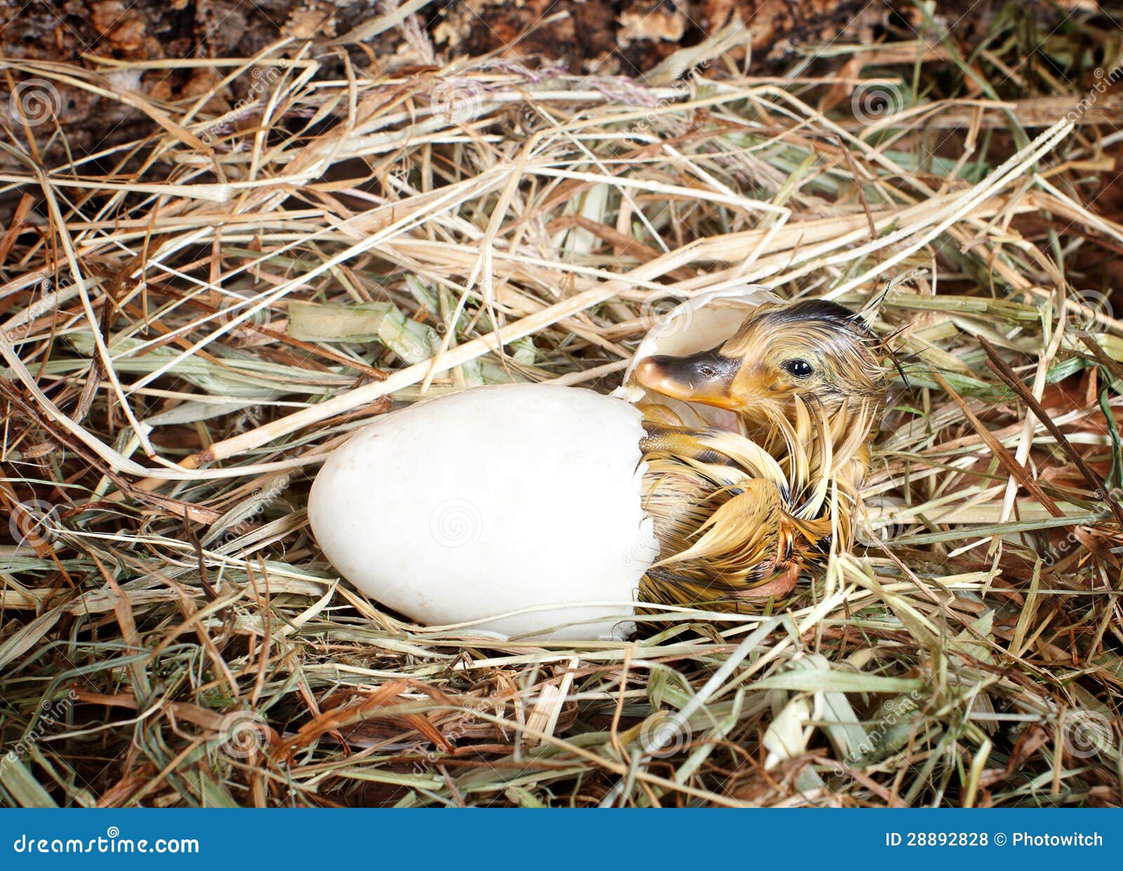 Hatching duckling stock photo. Image of pipping, duckling - 28892828