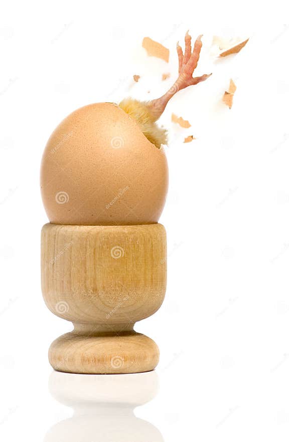 Chick Escaping Breaking Egg Shell Freedom Stock Image - Image of ...