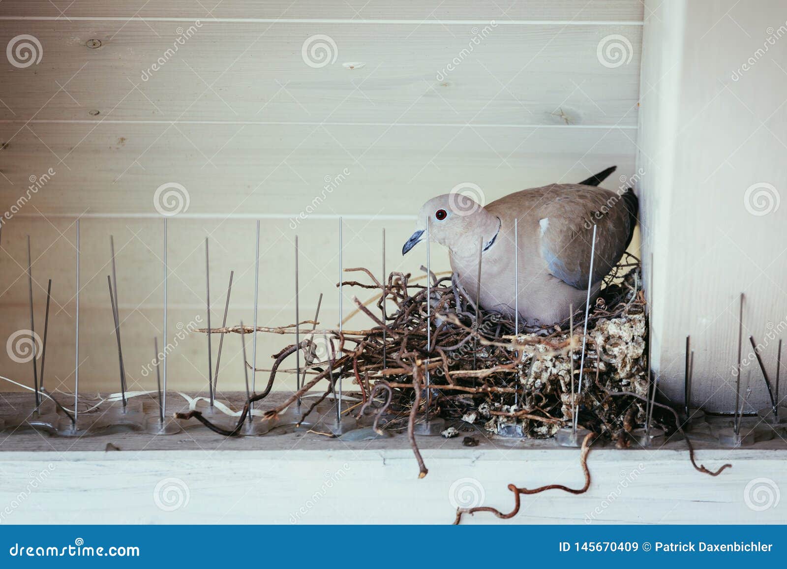 Hatching An Egg: Pigeon Is Sitting In A Bird Nest Stock Photography ...