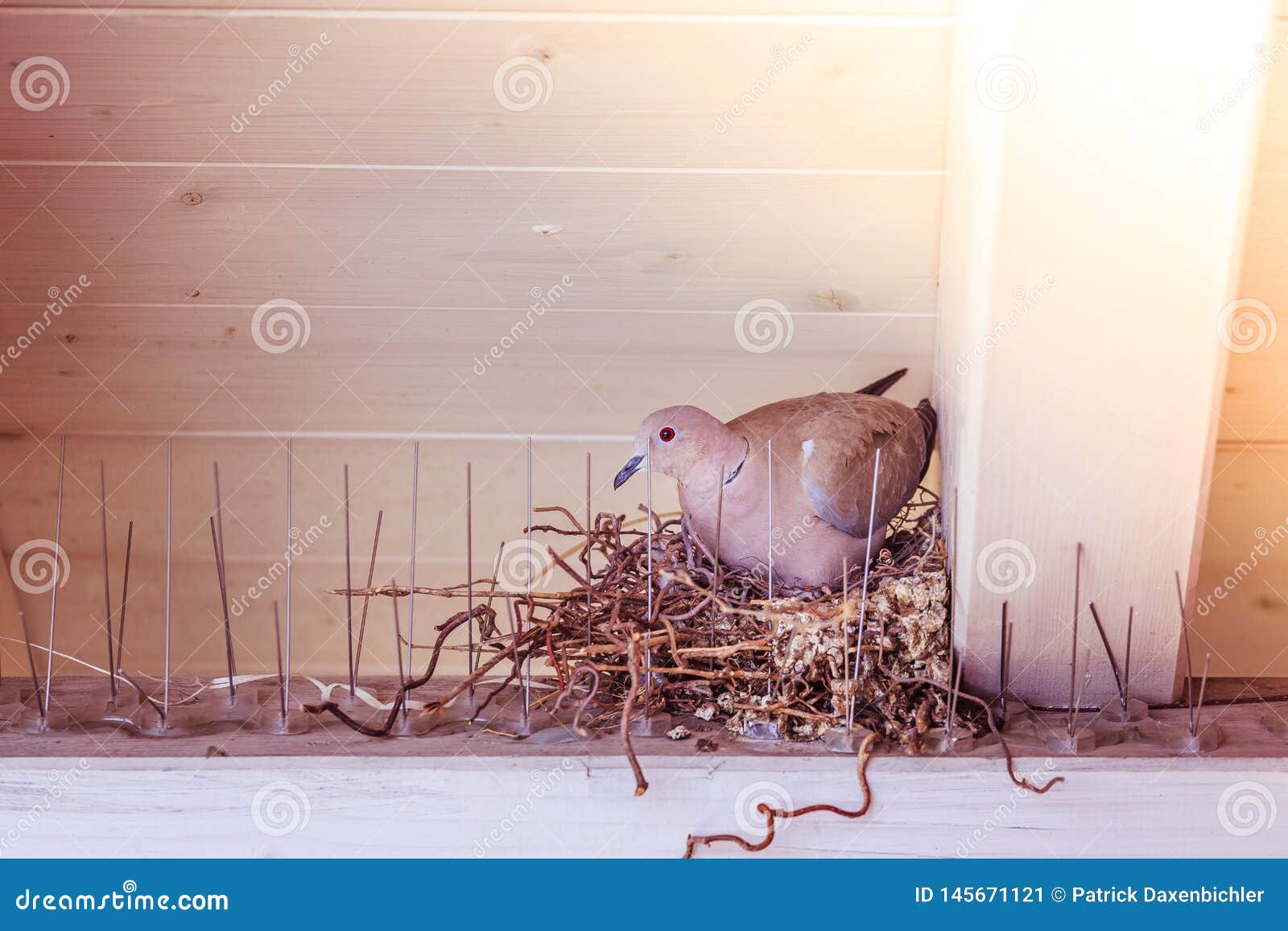 Hatching an Egg: Pigeon is Sitting in a Bird Nest Stock Image - Image ...