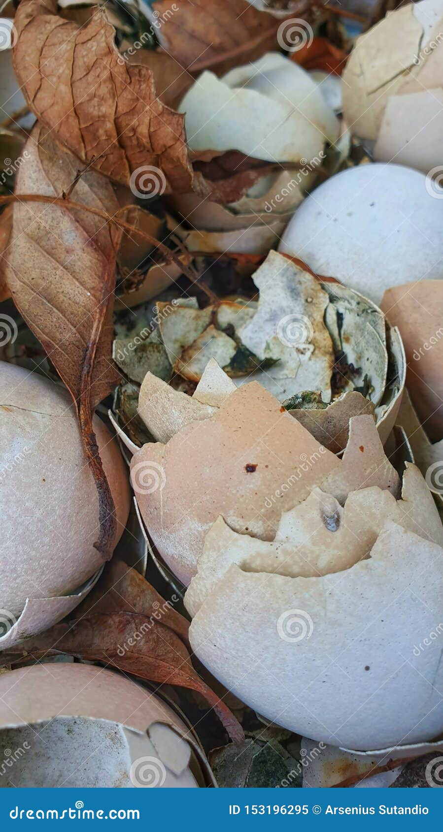 Hatched Eggs Shell on the Nest Stock Image - Image of adorable, birth ...