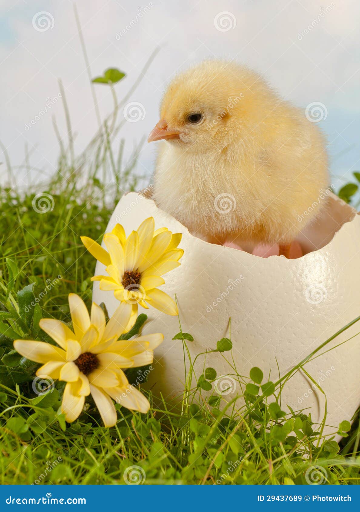 Hatching in the garden stock image. Image of bird, animal - 29437689