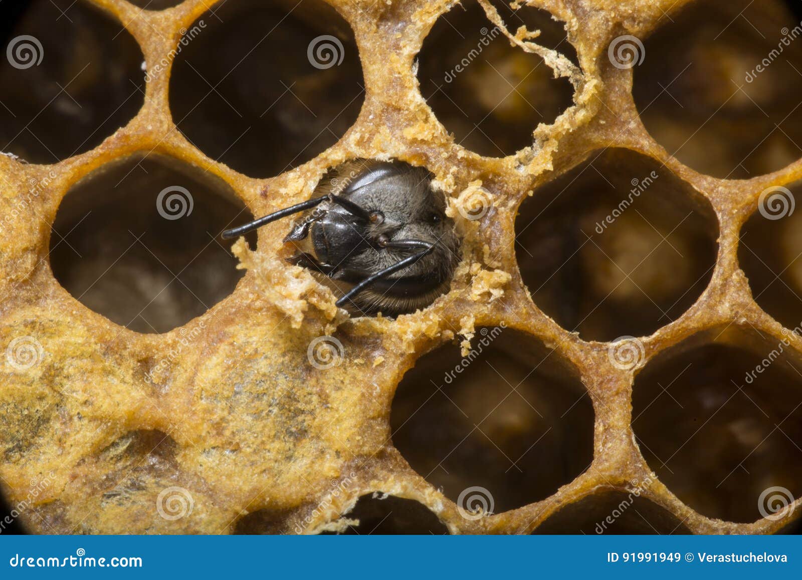 Hatching new bee stock image. Image of apis, microscope - 91991949