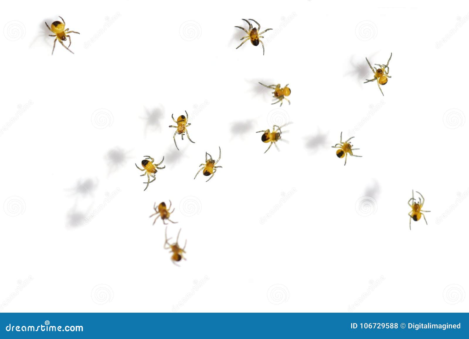 Spider Hatching In Nest Raft Spiders In Vegetation Stock Photography ...