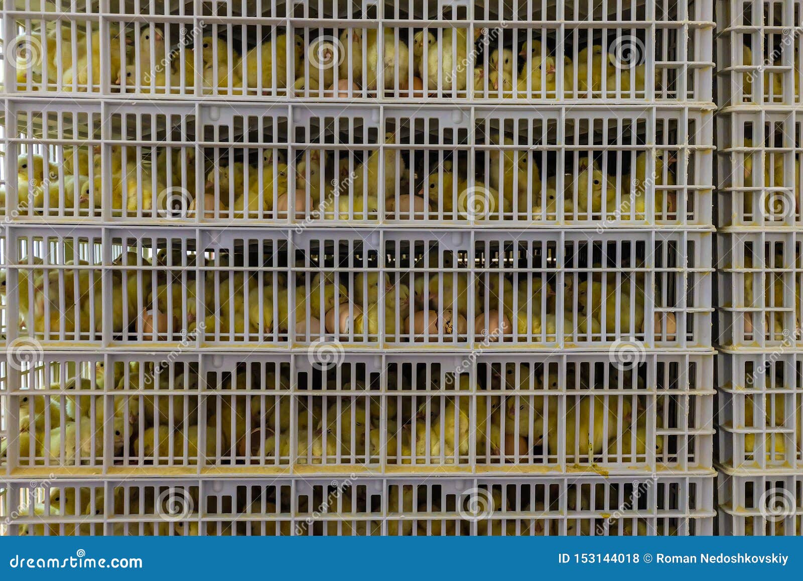 Hatching Yellow Chicks in Baskets and Boxes Stock Photo - Image of ...