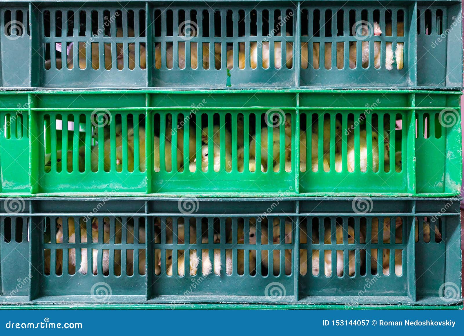 Hatching Yellow Chicks in Baskets and Boxes Stock Image - Image of ...