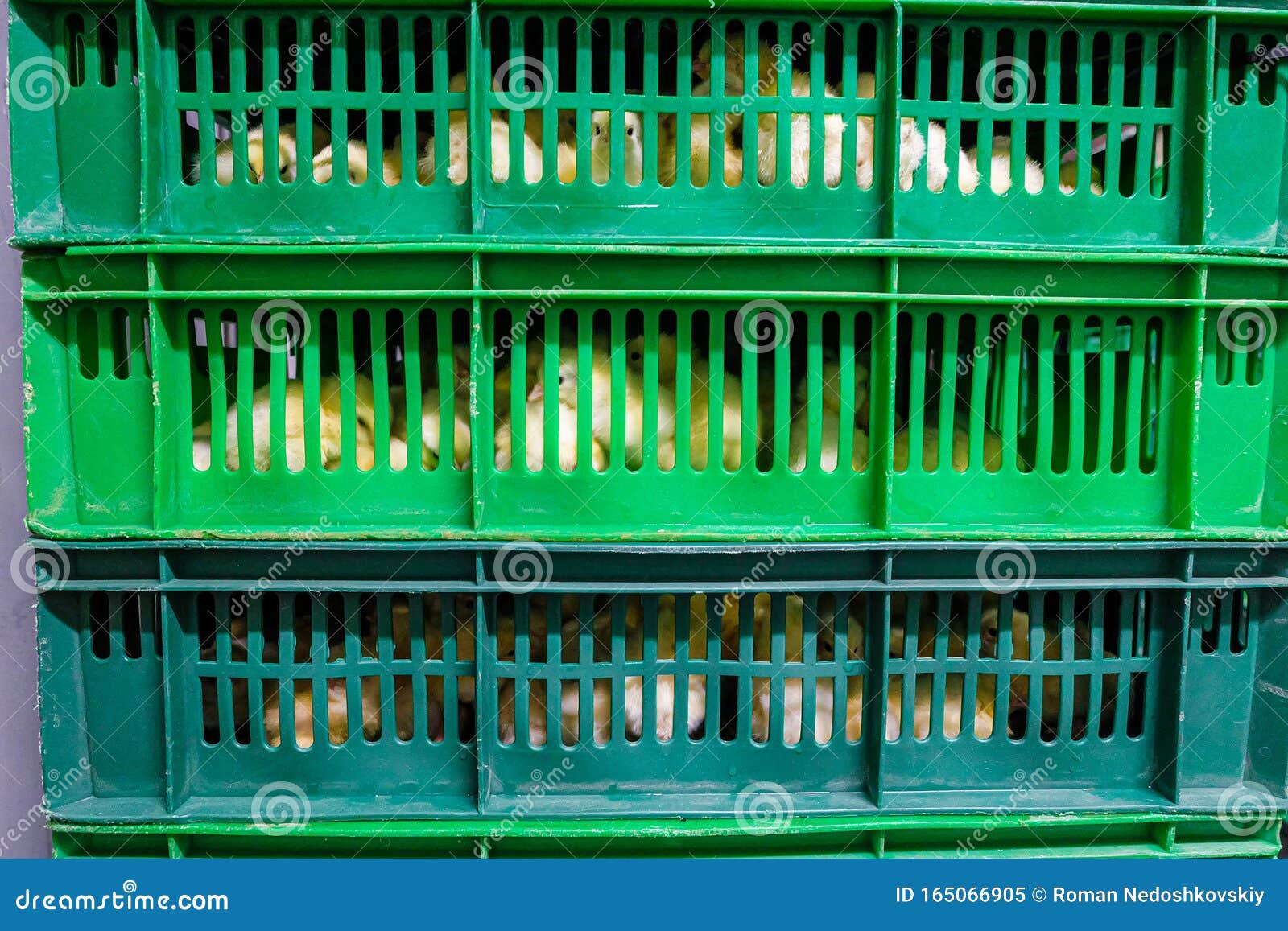 Hatching Yellow Chicks in Baskets and Boxes Stock Image - Image of ...