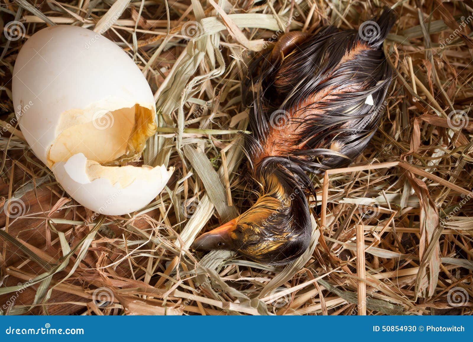 Hatchling closeup stock photo. Image of macro, little - 50854930