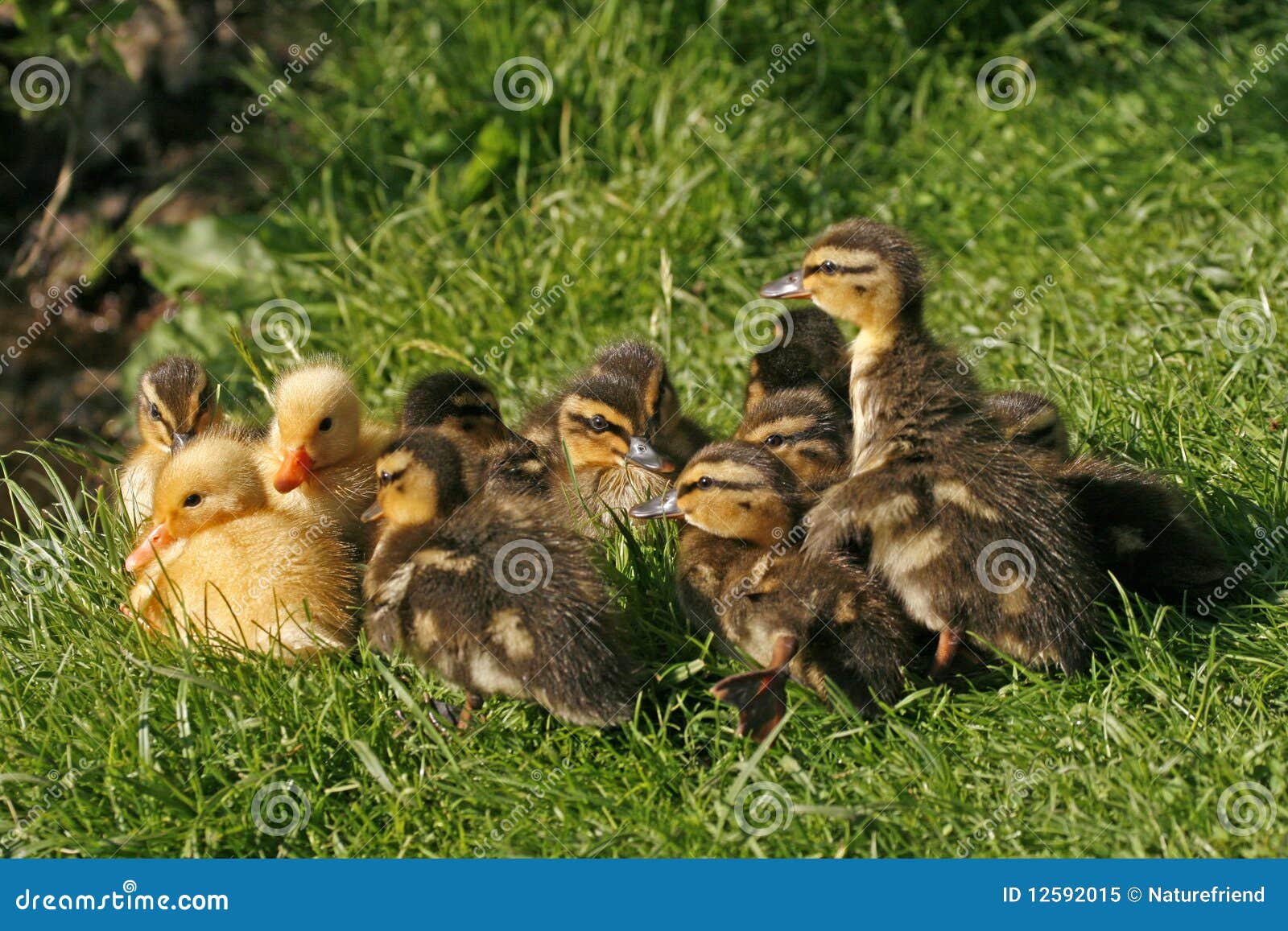 Hatchling of a Duck, Anas Platyrhynchos Stock Image - Image of color ...