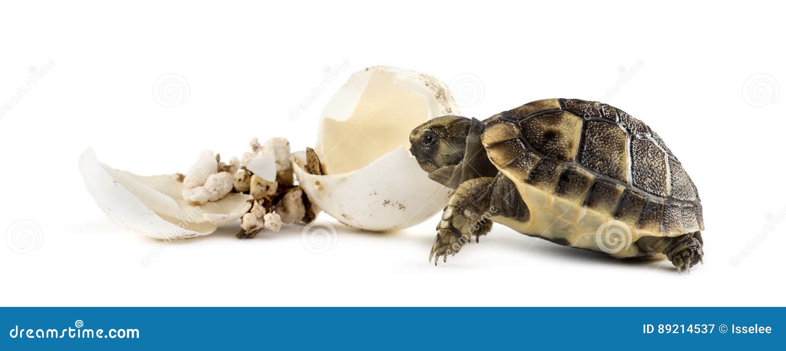 Hatchling, Next To the Egg from Which he Hatched Out Stock Image ...