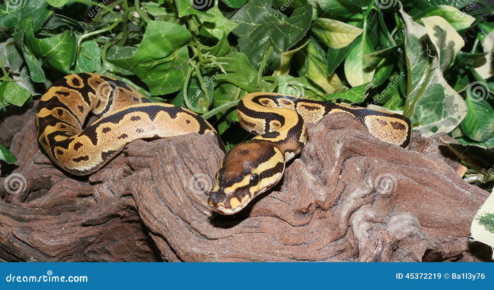 Hatchling Royal De Python Du Feu Dans Le Feuillage Image stock - Image ...