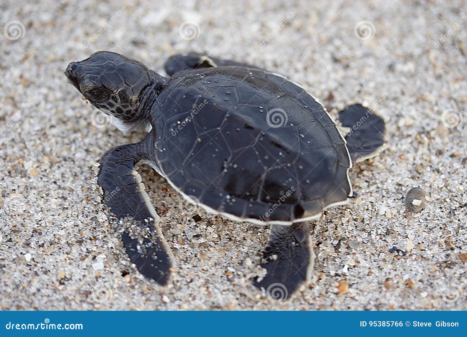 Hatchling Sea Turtle stock photo. Image of florida, green - 95385766