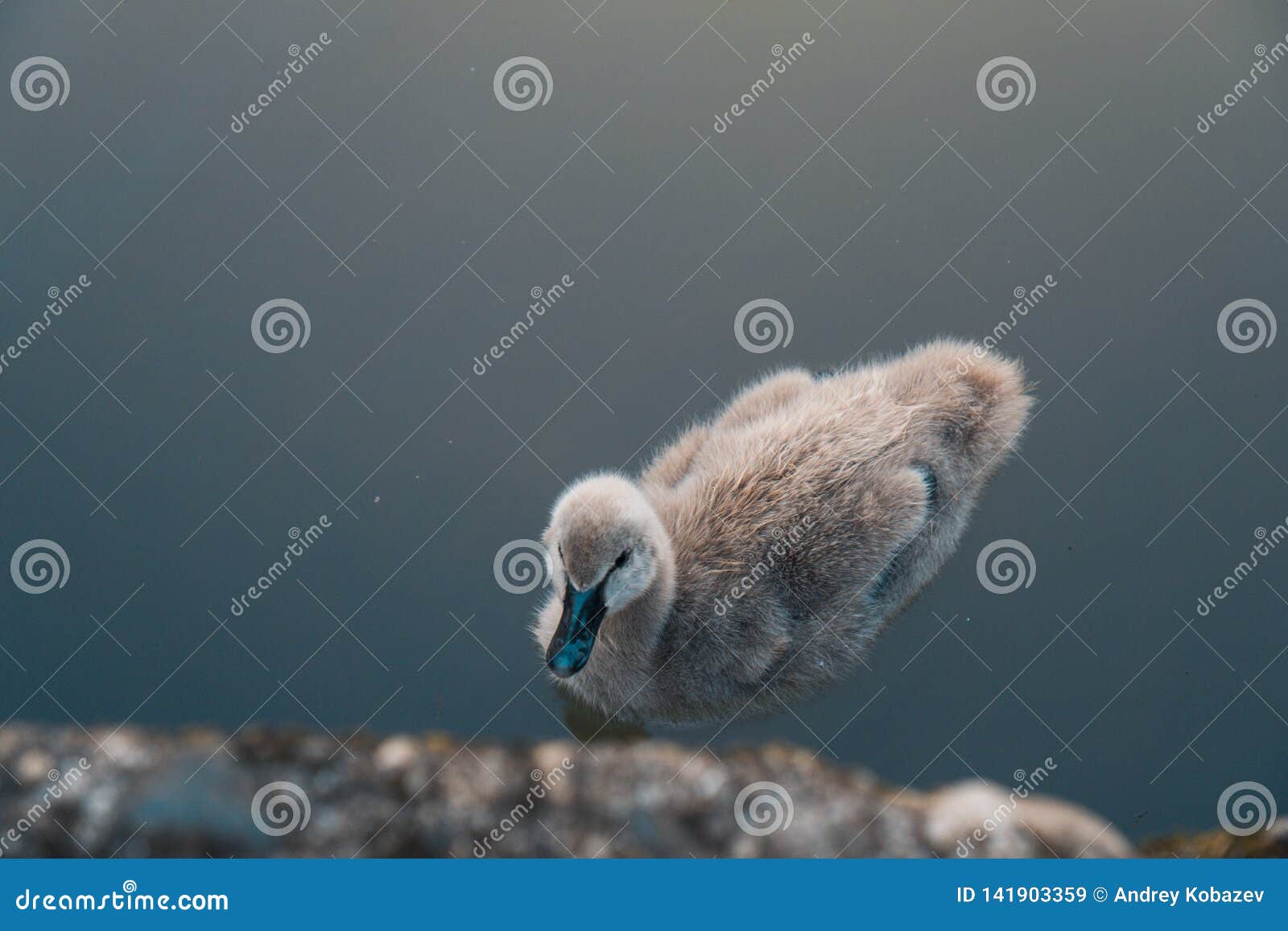 Hatchling Swan Swimming in the Pond Stock Image - Image of beak, cygnet ...