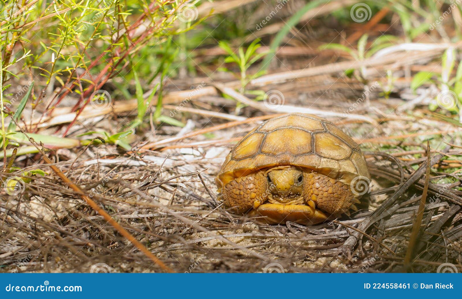Hatchling Wild Florida Gopher Tortoise - Gopherus Polyphemus Stock ... Hatchling Wild Florida Gopher Tortoise - Gopherus Polyphemus Stock ...