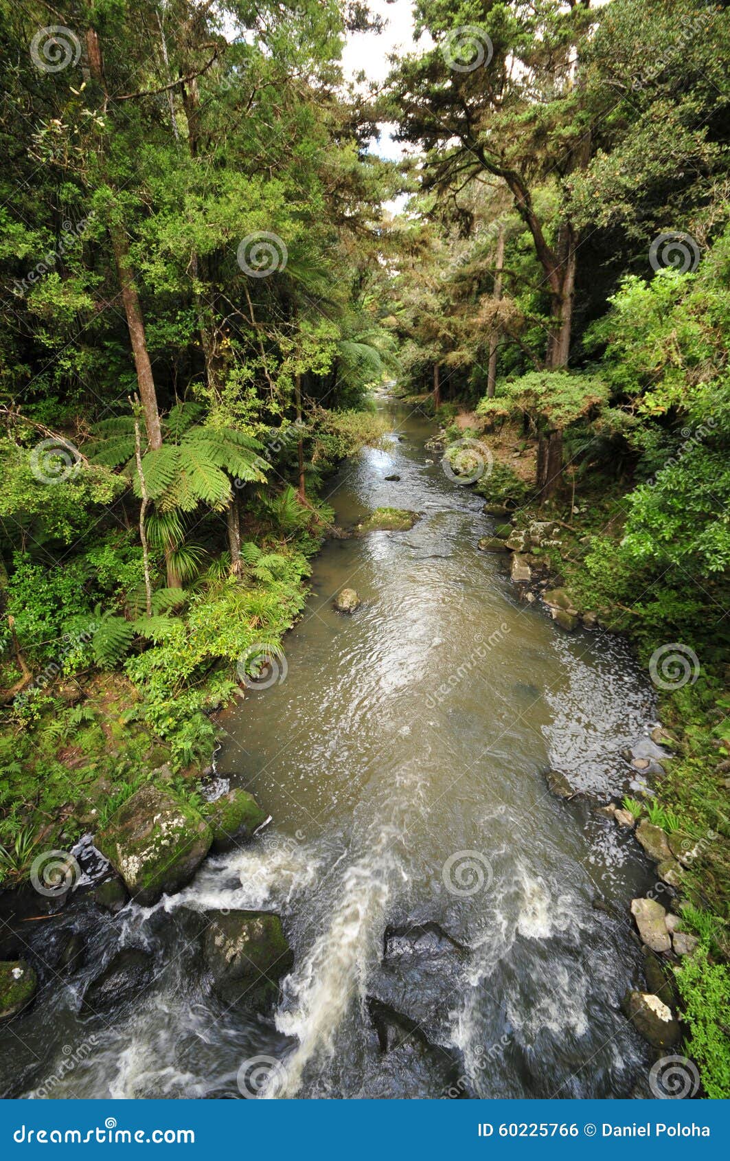 Hatea river stock photo. Image of tourism, zealand, walk - 60225766
