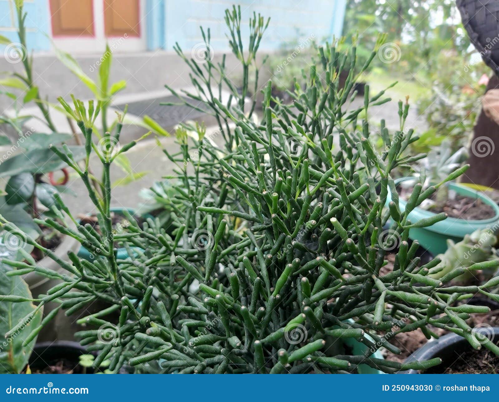 Hatiora Salicornioides Plant- Stock Photo - Image of dream, plant ...