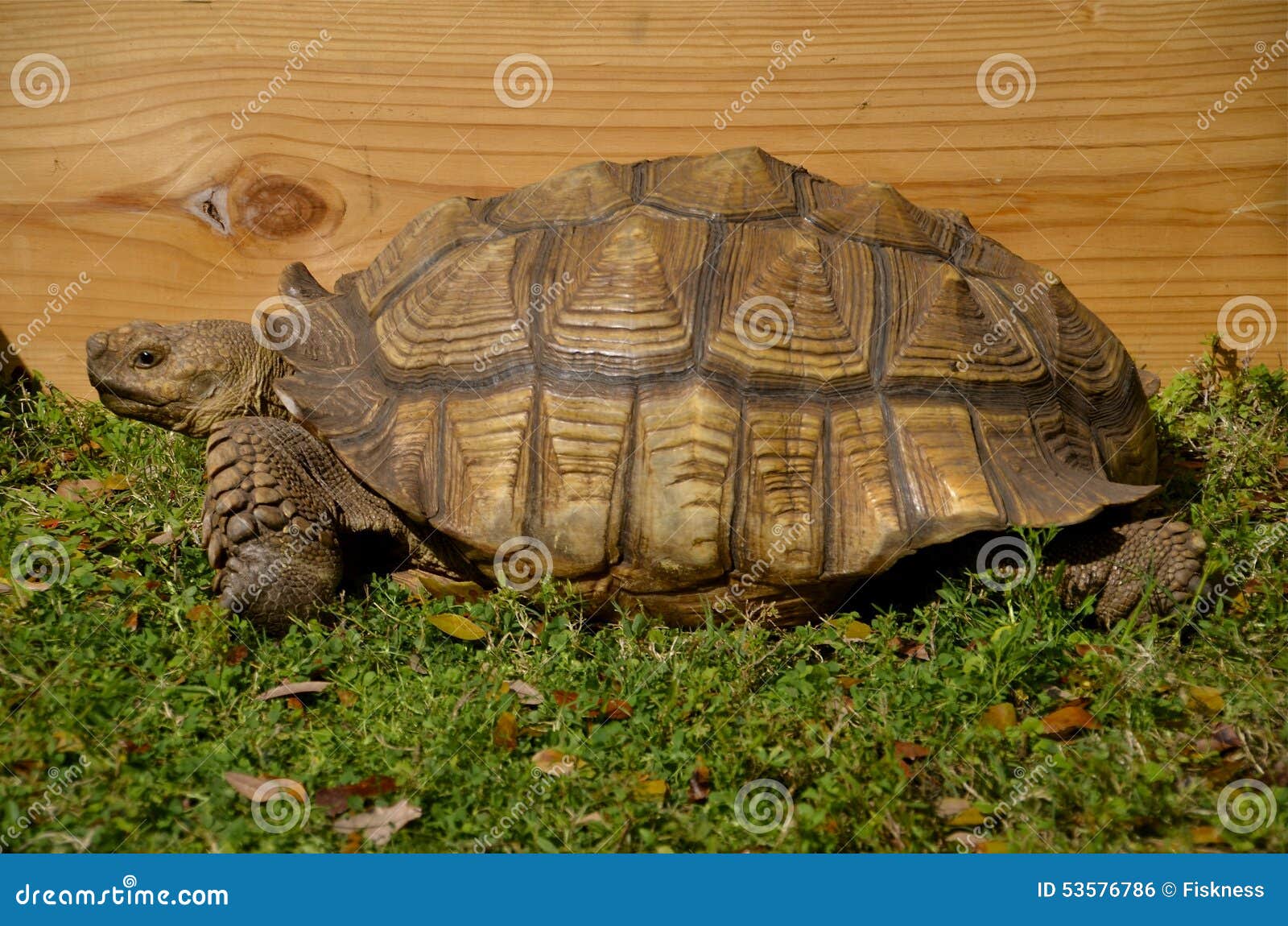 Hauge Land Turtle or Tortoise Stock Photo - Image of land, hauge: 53576786