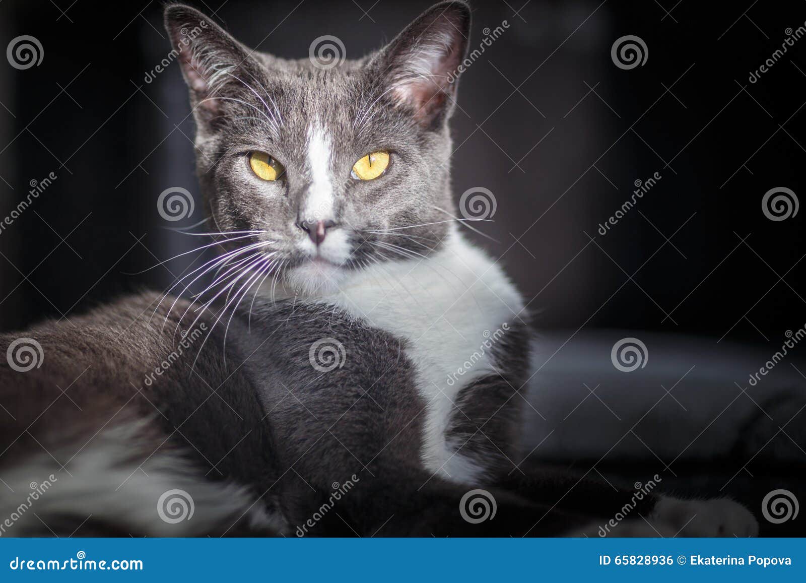 Haughty Cat in the Spotlight Stock Photo - Image of grey, indoors: 65828936