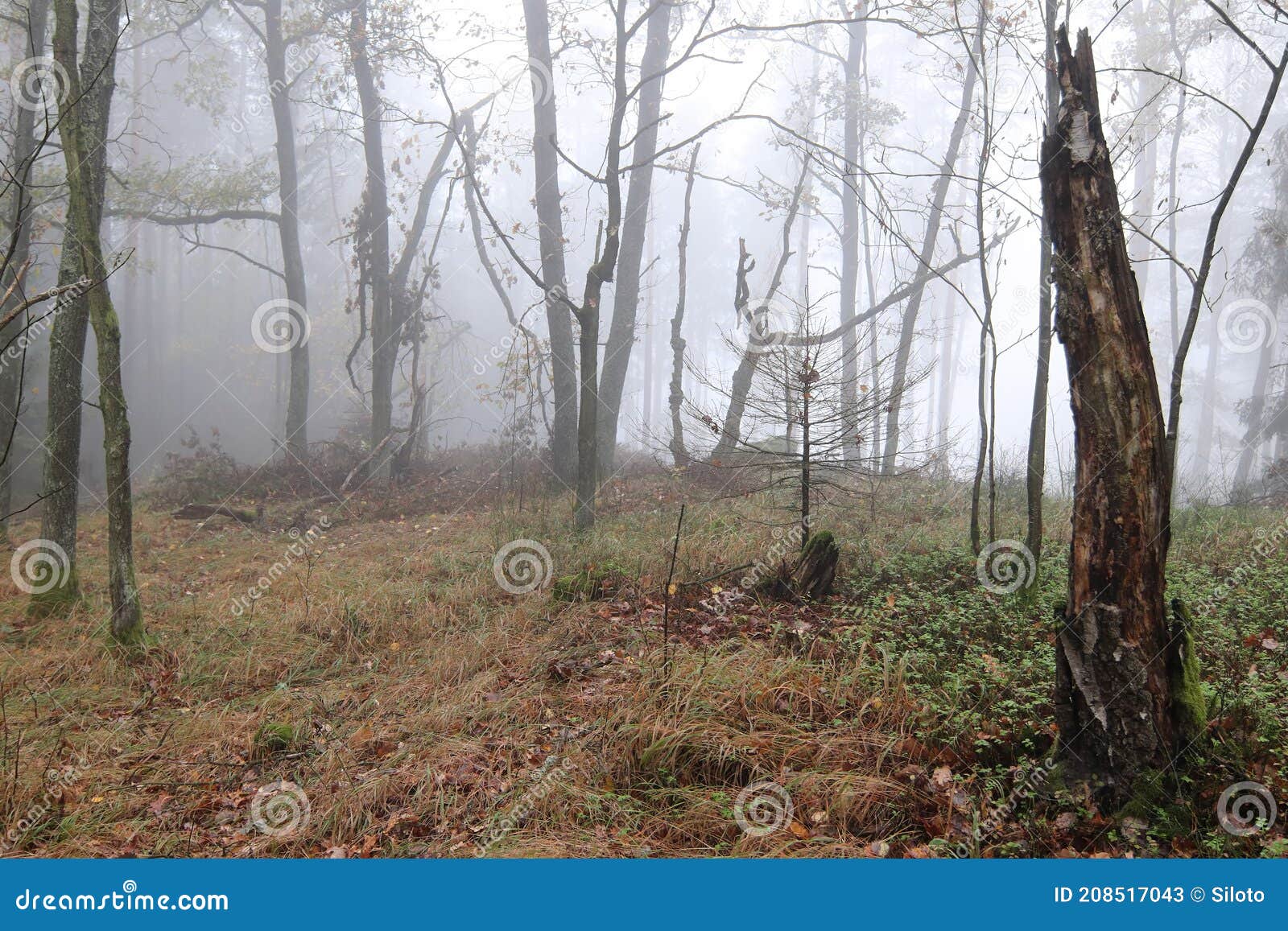 Haunted autumn forest stock image. Image of ghostly - 208517043