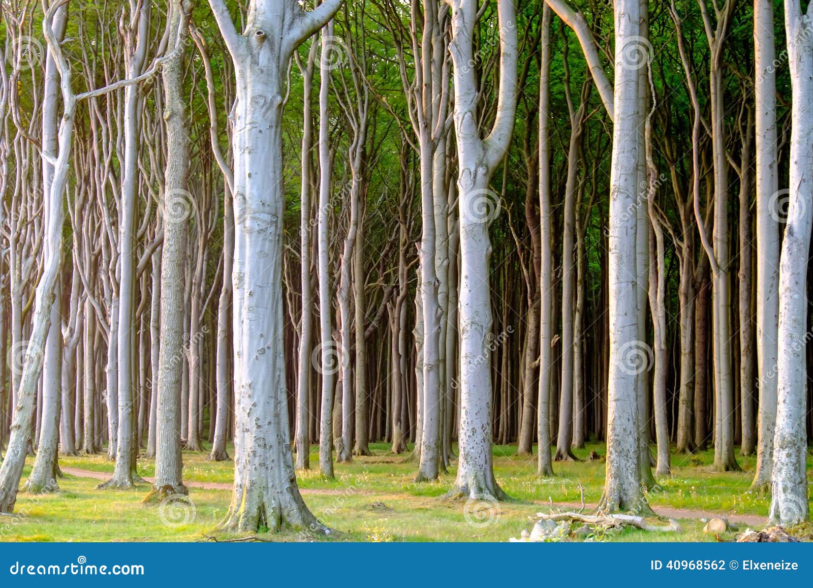 Haunted beech tree forest stock photo. Image of deep - 40968562