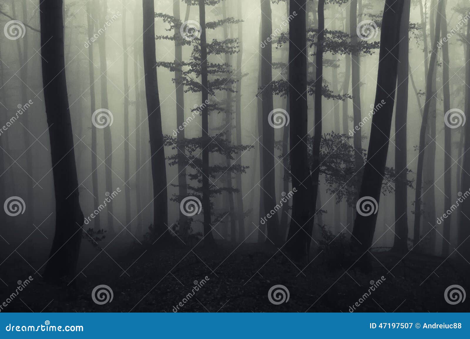 Haunted Dark Forest at Night Stock Image - Image of fall, halloween ...