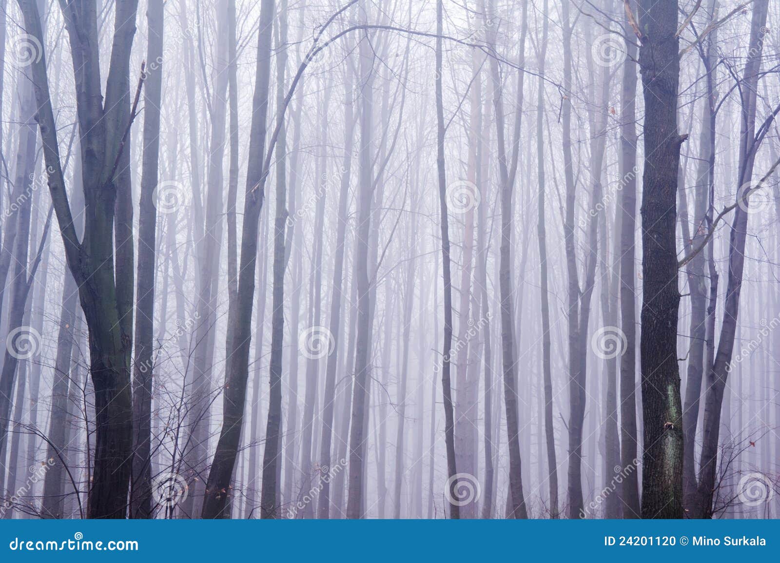 Haunted foggy forest stock photo. Image of misty, weather - 24201120