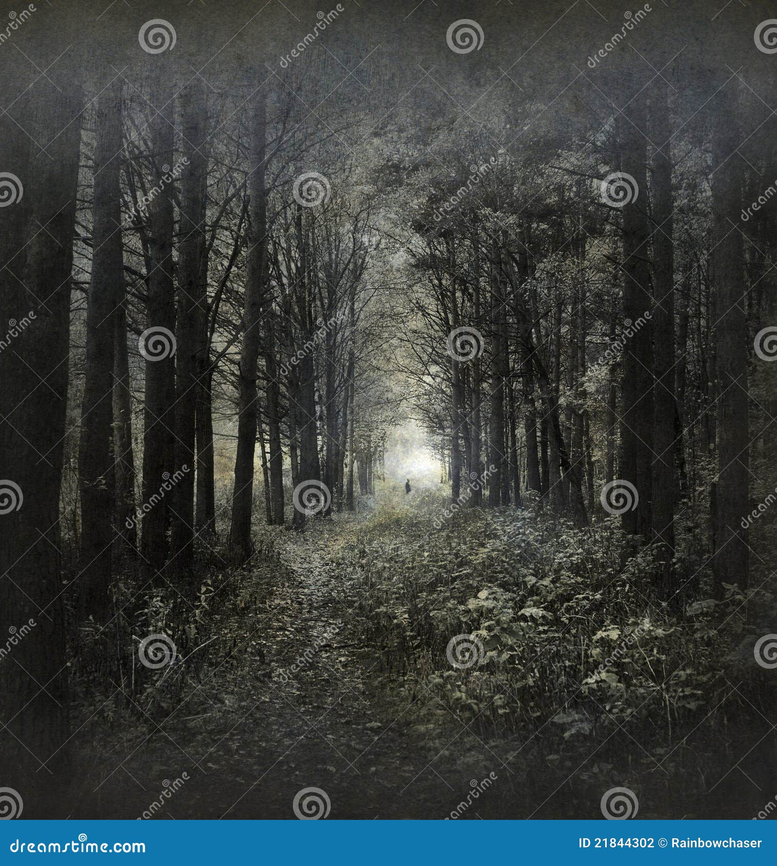 Haunted Forest stock photo. Image of path, texture, dreamlike - 21844302