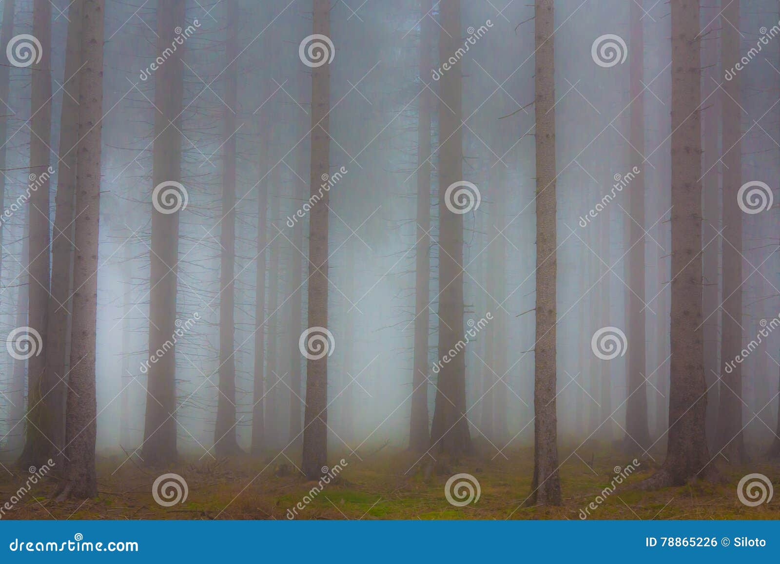 Haunted forest in the fog stock photo. Image of gloom - 78865226