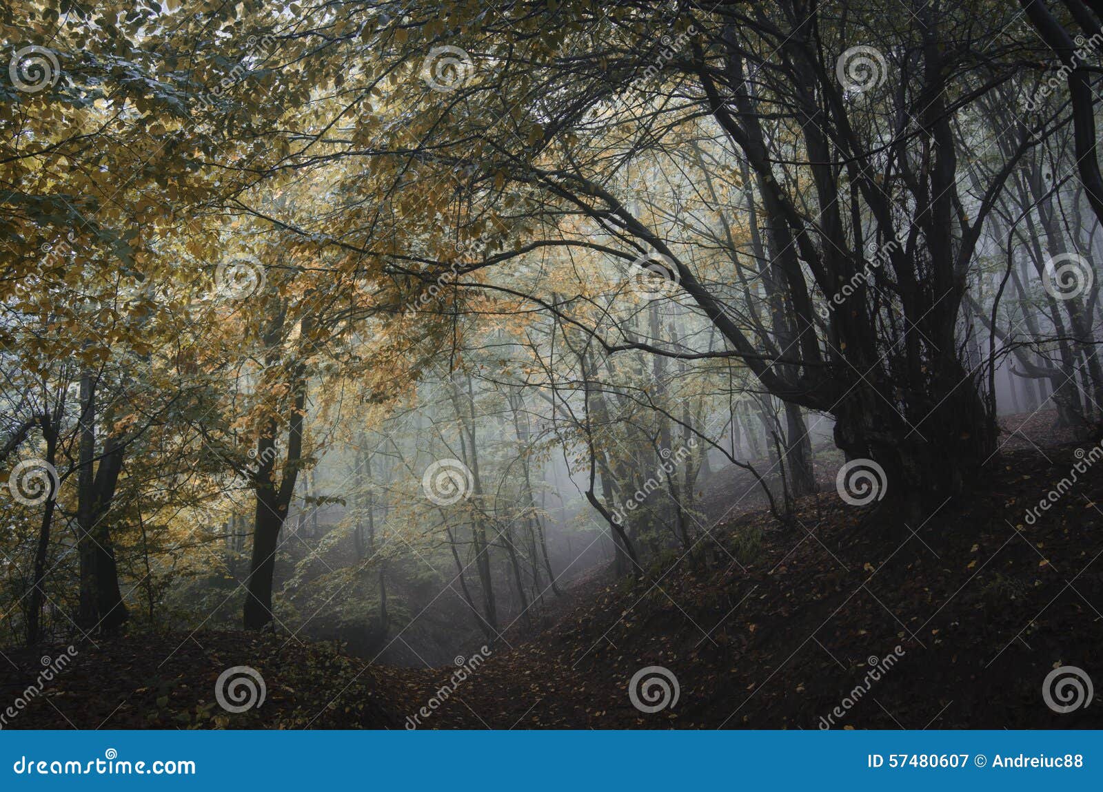 Haunted Forest with Fog in Autumn on Halloween Stock Image - Image of ...