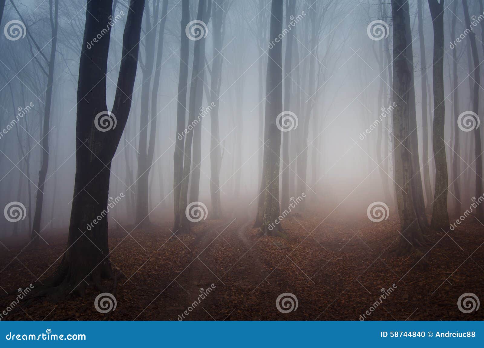 Haunted Forest with Fog in Autumn on Halloween Stock Photo - Image of ...