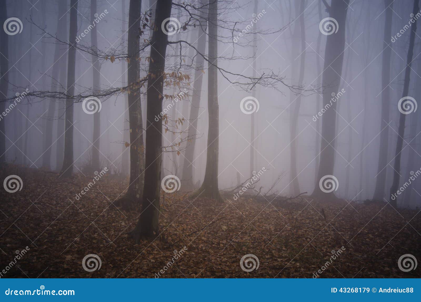 Haunted Forest with Fog on Halloween Stock Image - Image of ethereal ...