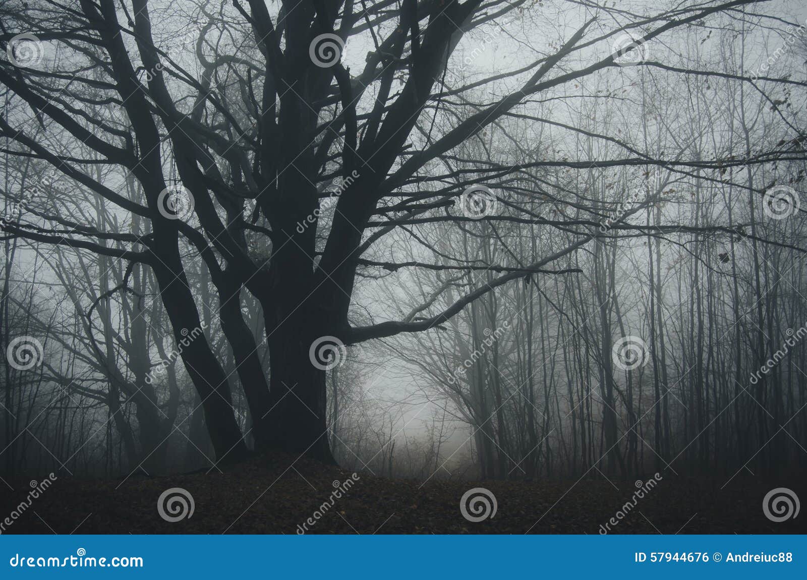 Haunted Forest with Fog on Halloween Stock Photo - Image of leaves ...