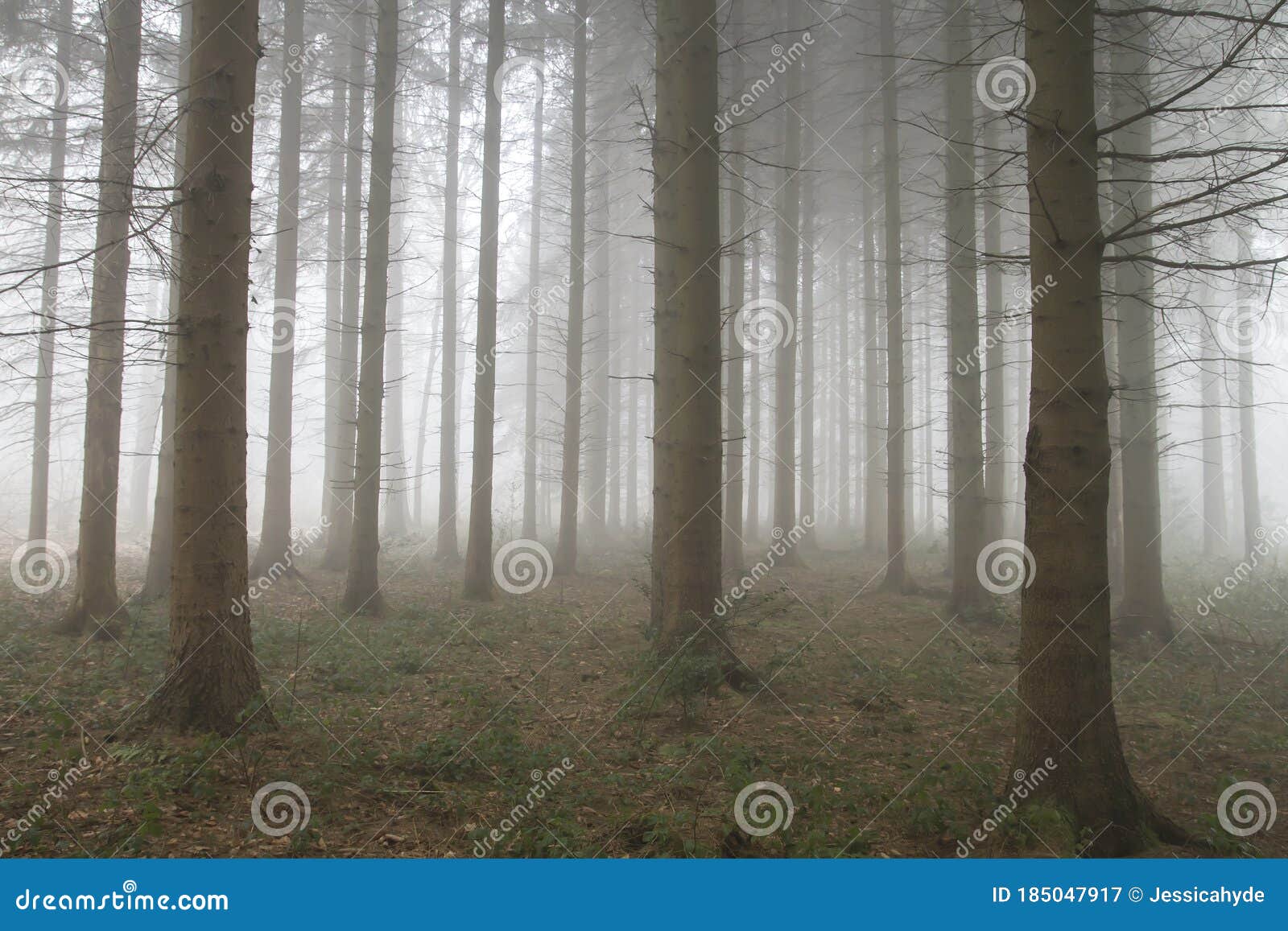 Haunted Forest in a Foggy Day Stock Image - Image of mist, mysterious ...